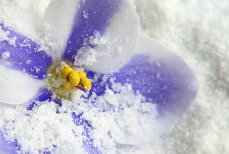 Violet flower in snow stock image. Image of decorative - 11633147