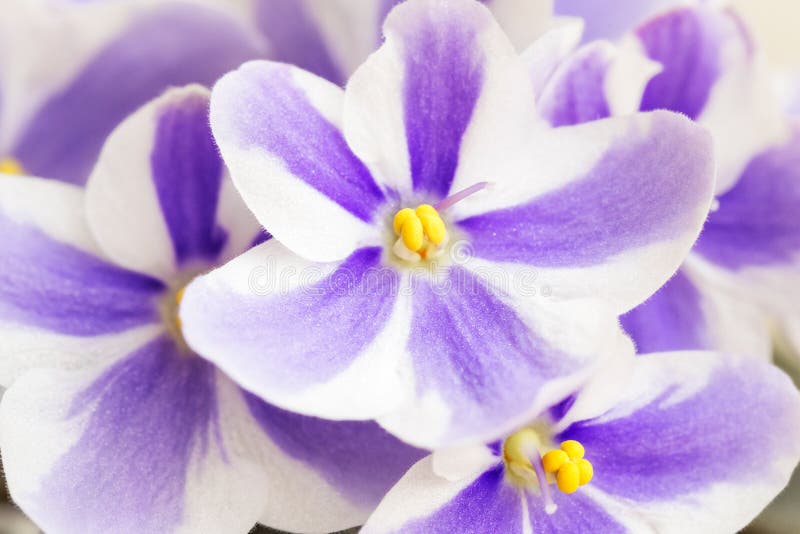 Violet Flower with Striped Petals on White Background. Stock Photo ...