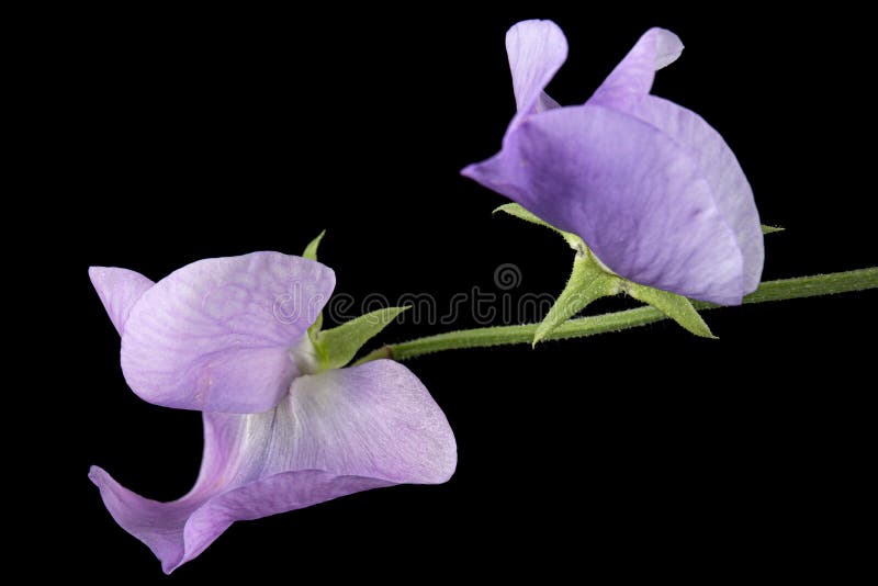 Violet Flower of Sweet Pea, Isolated on Black Background Stock Image ...