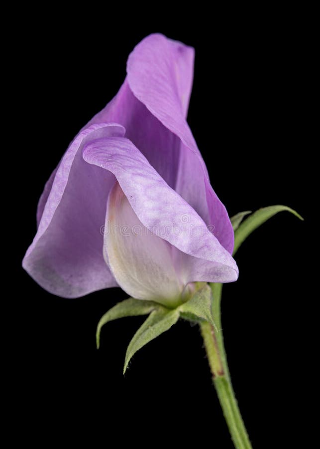 Violet Flower of Sweet Pea, Isolated on Black Background Stock Image ...