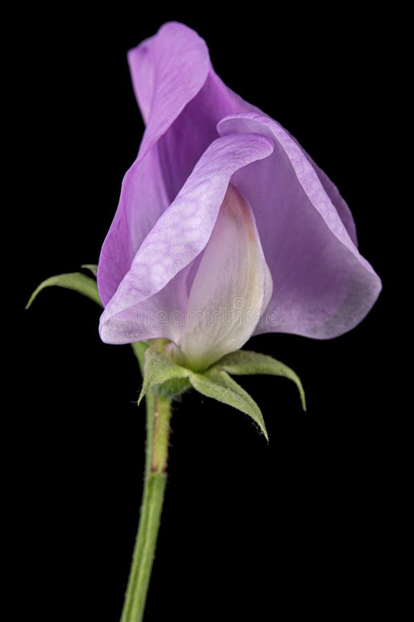Violet Flower of Sweet Pea, Isolated on Black Background Stock Image ...