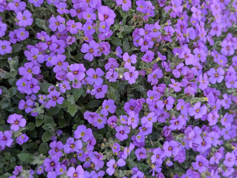 Violet flower texture stock image. Image of pillow, beautiful - 380380759