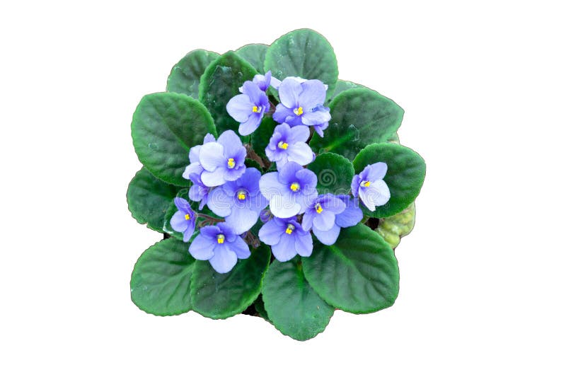 Violet Flower Top Image Isolated on White, Stock Photo - Image of tree ...