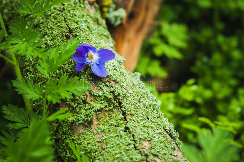 Violet Flower on the Tree Bark Stock Photo - Image of forest, rough ...