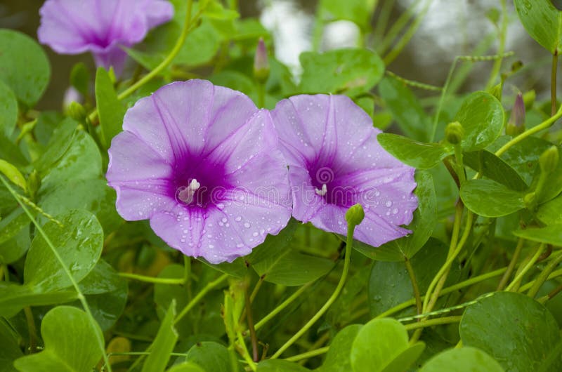 The Violet Flower Tropical Grows on Sand with Rain Drops Stock Photo ...