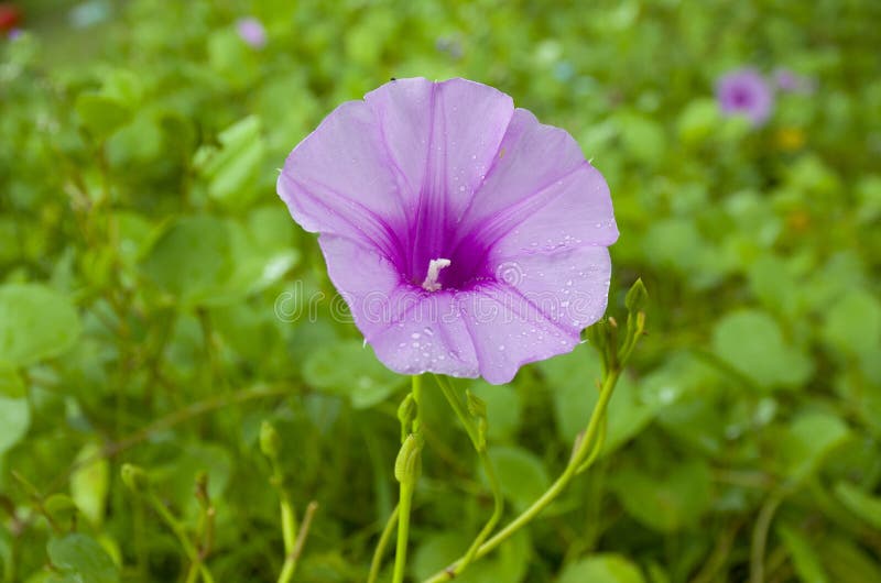 The Violet Flower Tropical Grows on Sand with Rain Drops Stock Image ...