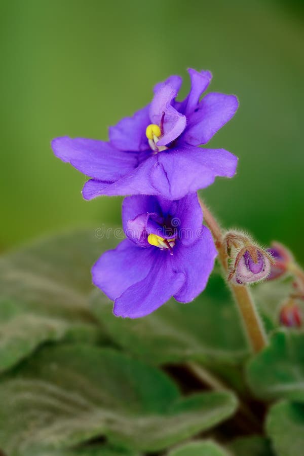 Violet Flower (Viola Odorata) Stock Image - Image of horticulture ...