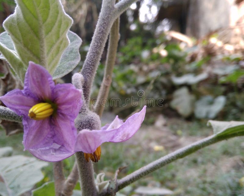 Violet flower stock photo. Image of leafs, bringle, flower - 131872464