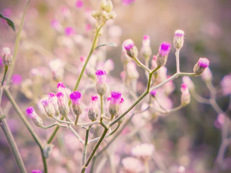 Violet Flowering Grass with Soft Focus Stock Image - Image of nature ...