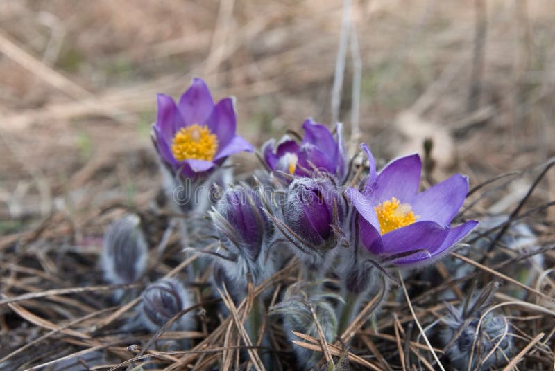 Violet flowers stock image. Image of plant, petal, plain - 12897773