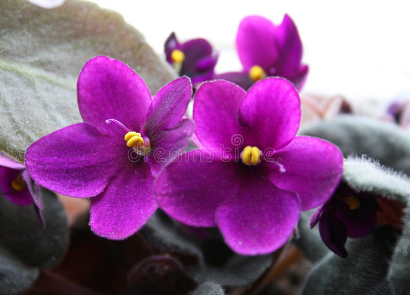 Bunch of Fresh Violets on White Stock Image - Image of isolate ...