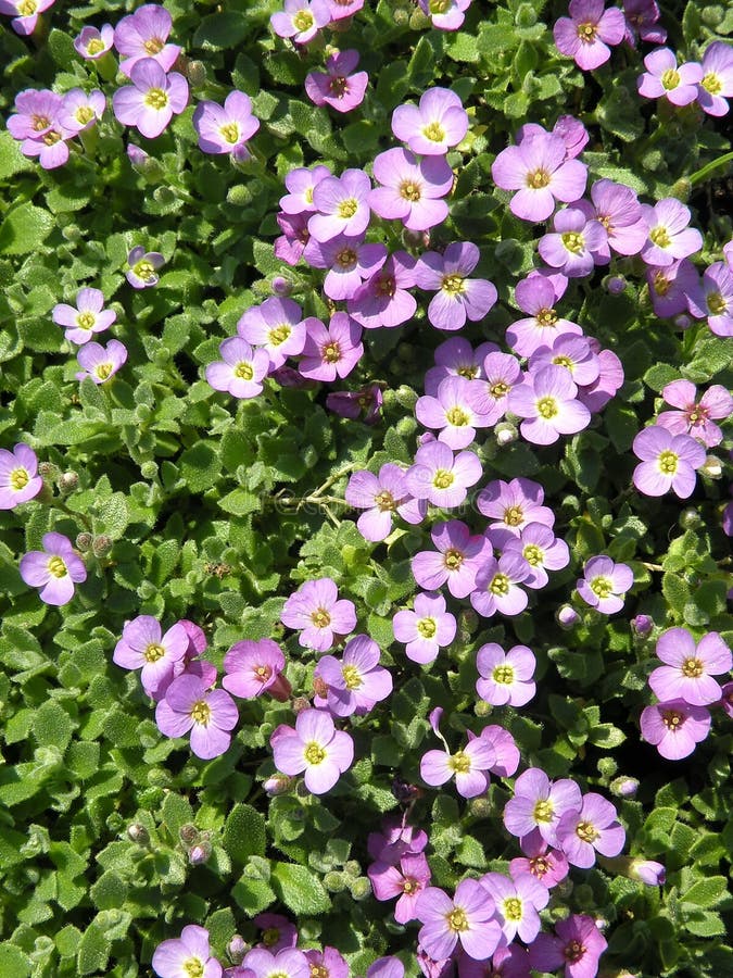 Violet flowers stock photo. Image of background, closeup - 14269082