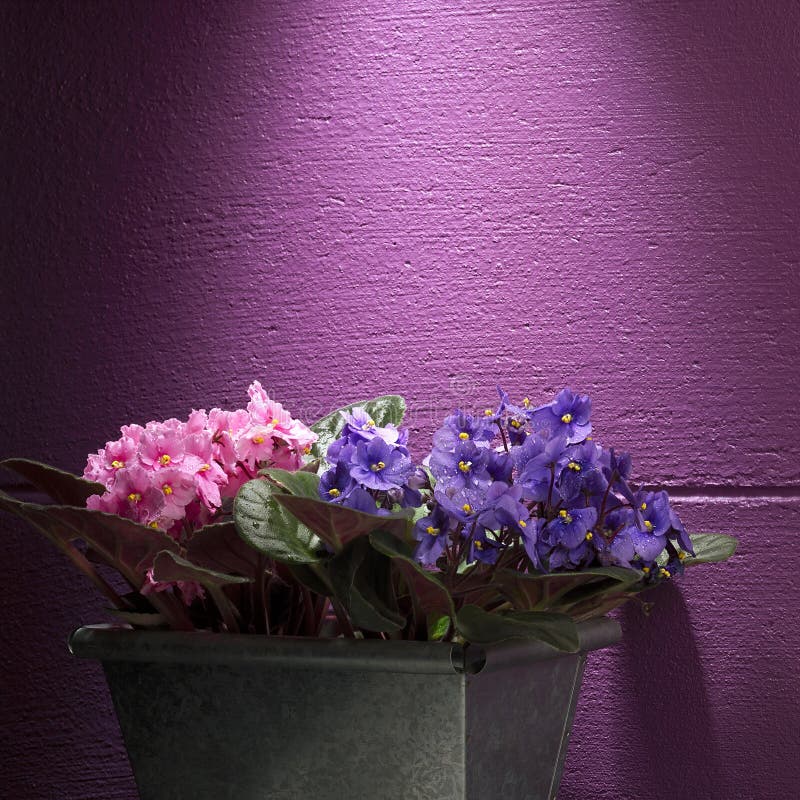 Purple flowers in pitcher stock photo. Image of floral - 2051602