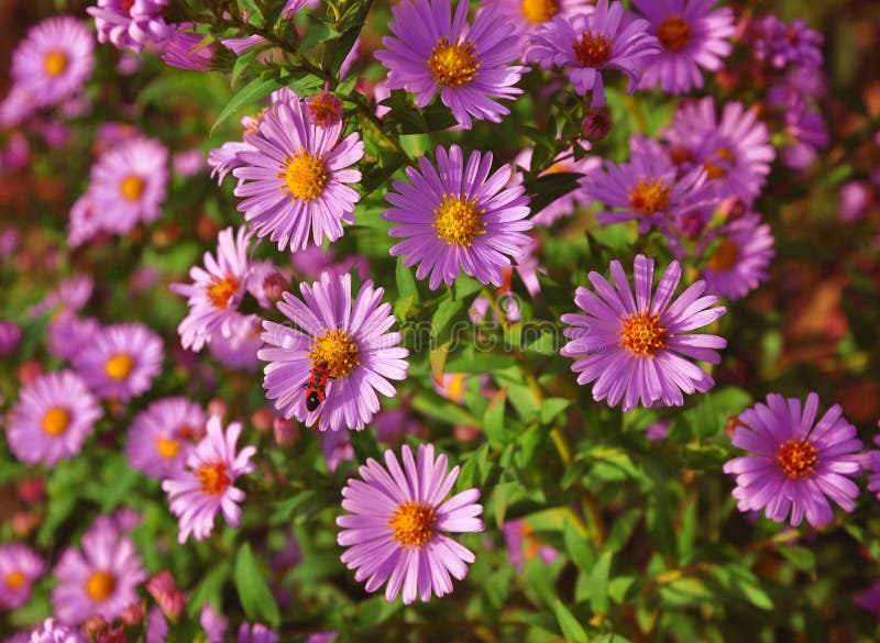 Violet flowers stock photo. Image of mums, autumnal, petal - 17050330