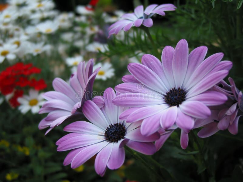 Purple Gerbera Daisy Flowers Stock Photo - Image of vibrant, colorful ...