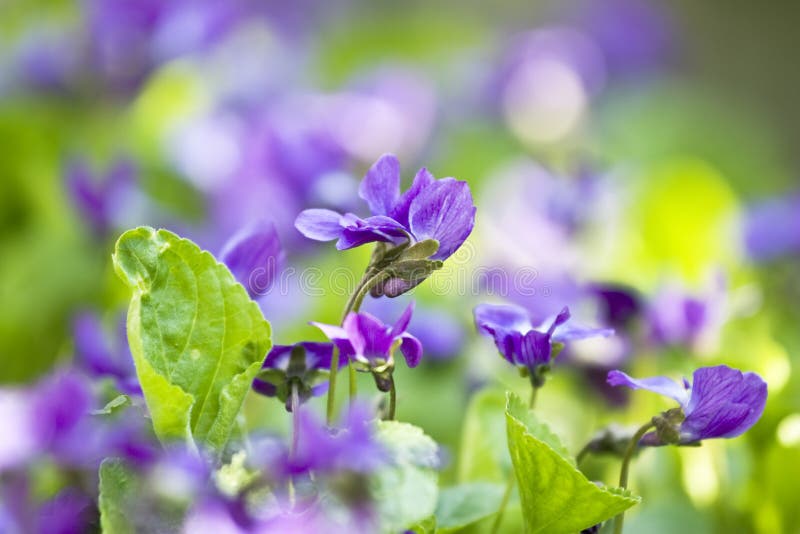 Violet flowers stock photo. Image of freshness, closeup - 19061588