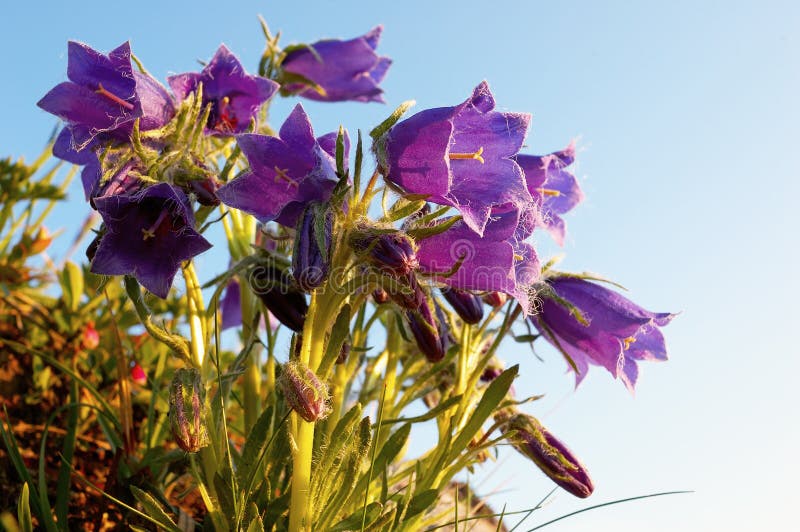 Violet flowers stock image. Image of clean, flowers, season - 20400371