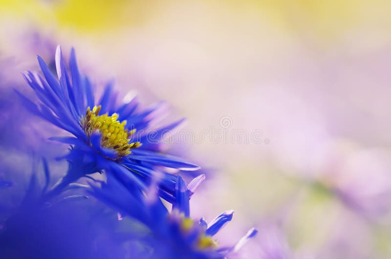 Violet flowers stock image. Image of light, blossom, colorful - 46233055