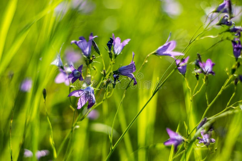 Violet flowers background stock photo. Image of violet - 143276432