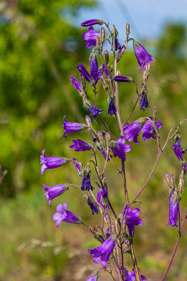 Violet Flowers of Bellflower Campanula Sibirica Stock Photo - Image of ...