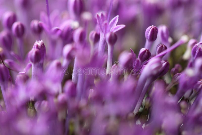 Violet Flowers on Blurred Background with Boke Stock Photo - Image of ...