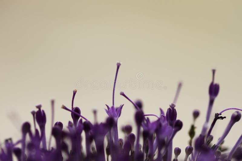 Violet Flowers on Blurred Background with Boke Stock Image - Image of ...