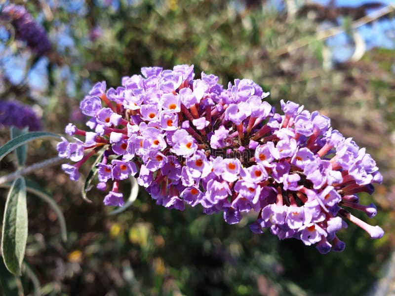 Violet Flowers Buddleja Davidii or Buddleja Stock Image - Image of pink ...