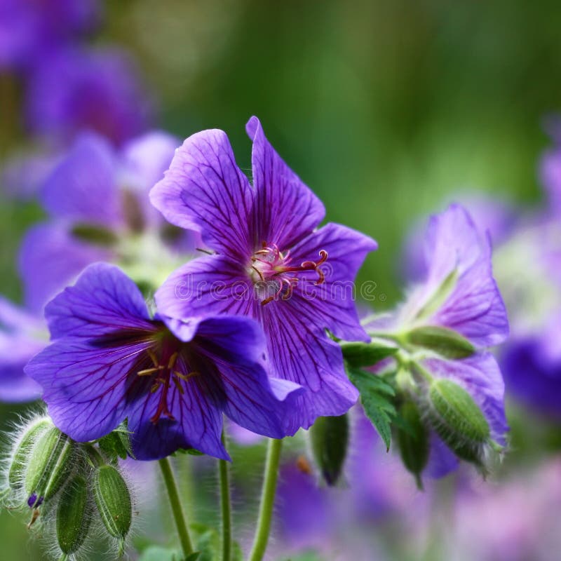 Geranium Flowers in a Square. Stock Image - Image of flora, morning ...