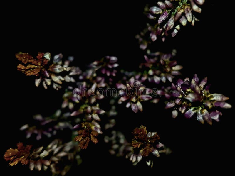 Heather Flowers from Above Macro Stock Photo - Image of botany, night ...