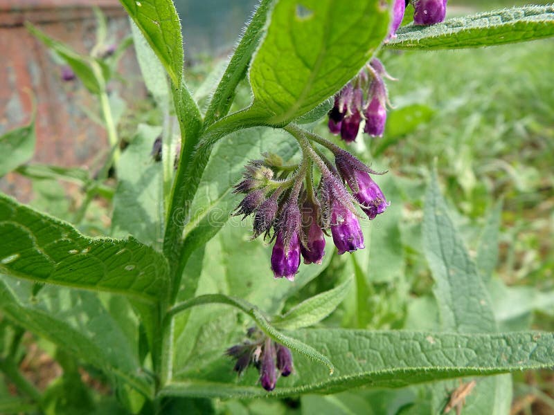 Comfrey Herb with Flowers stock image. Image of leaves - 13399859