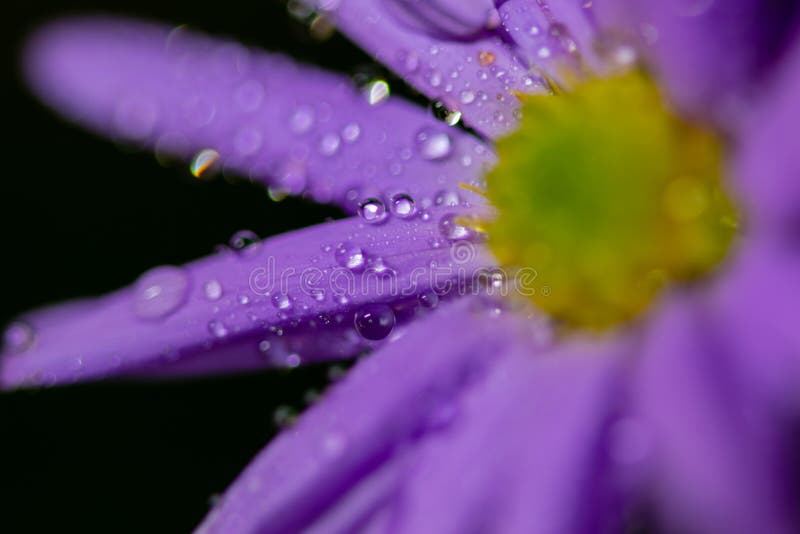 Violet Flowers in Drops of Dew Stock Photo - Image of yellow, pink ...