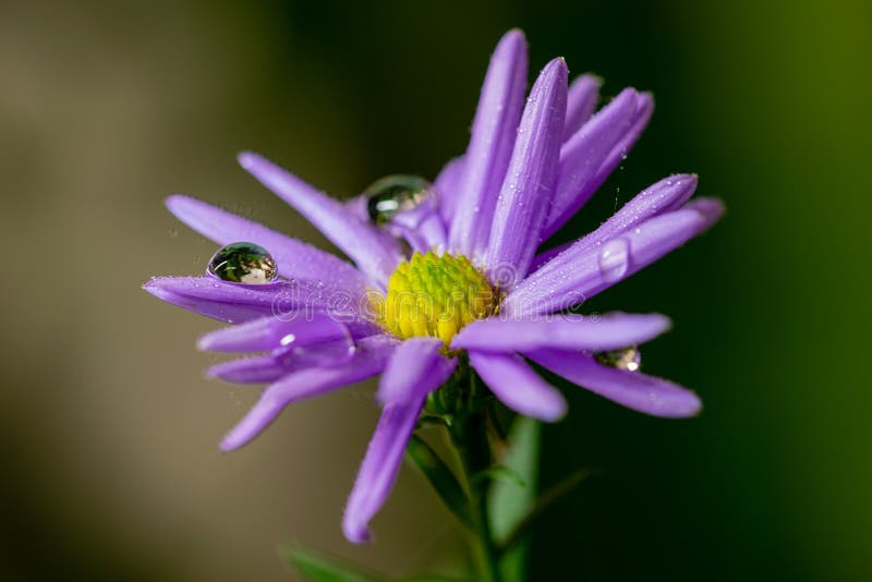 Violet Flowers in Drops of Dew Stock Photo - Image of plant, herb ...