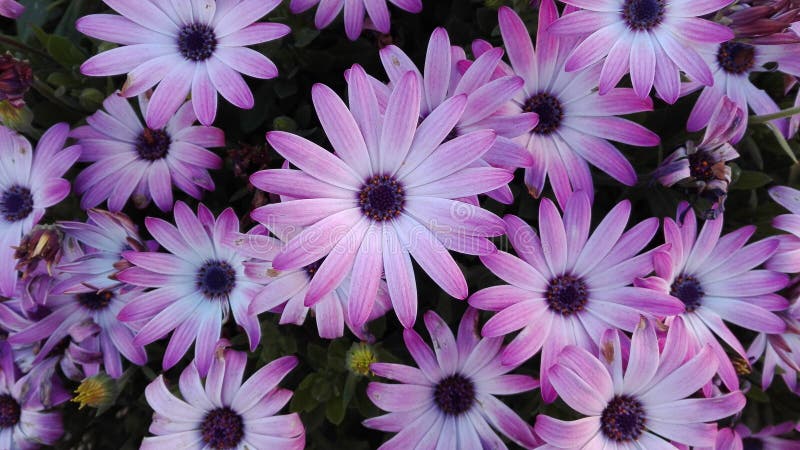 Violet Flowers at the End of Winter Stock Photo - Image of natural ...