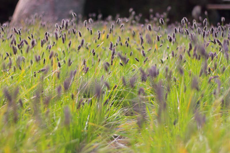 Violet flowers field stock photo. Image of herb, sunset - 83554286