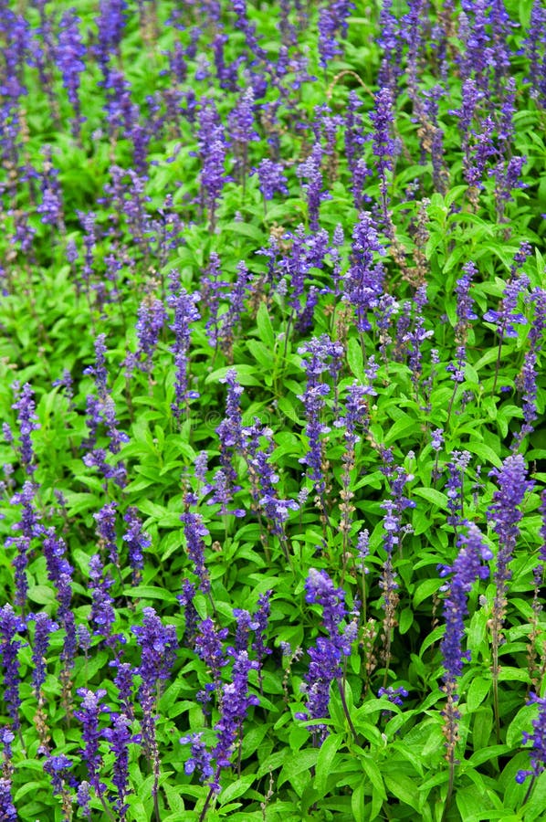 Violet Flowers Field in Spring Season Stock Image - Image of outdoors ...