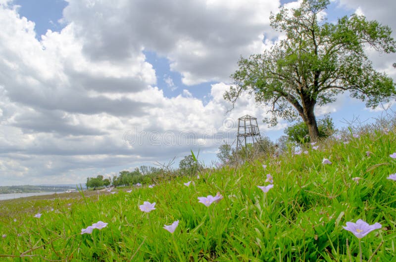 Violet flowers field stock image. Image of landscape - 63417831
