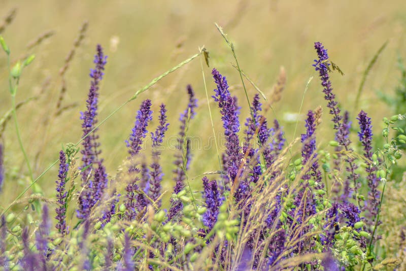 Violet flowers on field stock image. Image of violet - 49010081