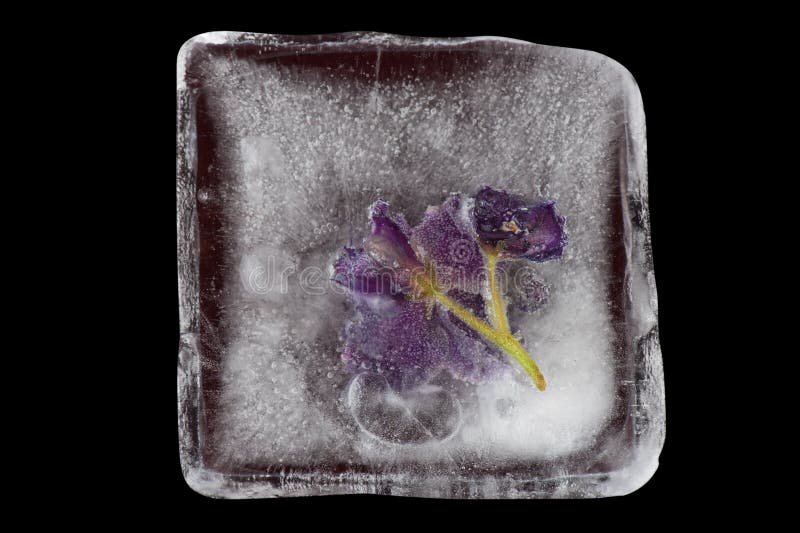 Violet Flowers Frozen at Ice Stock Image - Image of blossom, nature ...