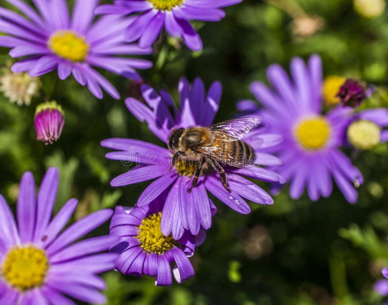 Violet Flowers in the Garden/a Bee. Stock Image - Image of flower, lily ...