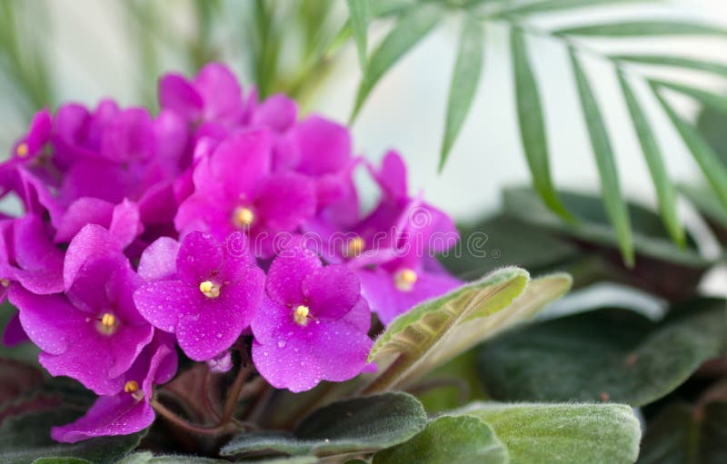 Violet flowers stock photo. Image of house, plant, purple - 30430378