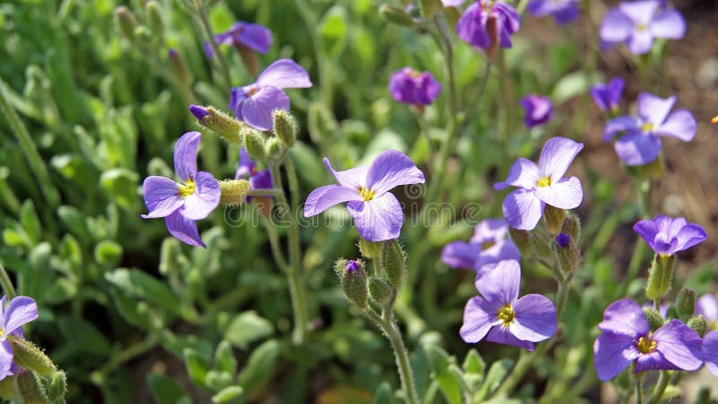 Beautiful aubrieta kitte stock photo. Image of border - 31375560