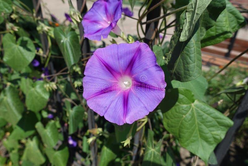 Violet Flowers of Morning Glory Stock Image - Image of leaf, flower ...