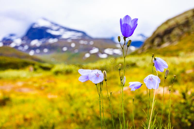 Violet Flowers in Mountains. Spring or Summer Time Stock Photo - Image ...