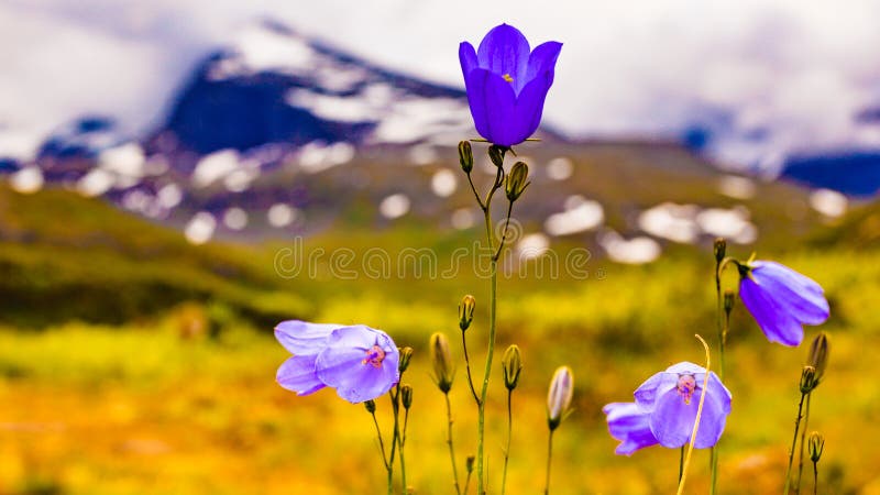 Violet Flowers in Mountains. Spring or Summer Time Stock Photo - Image ...