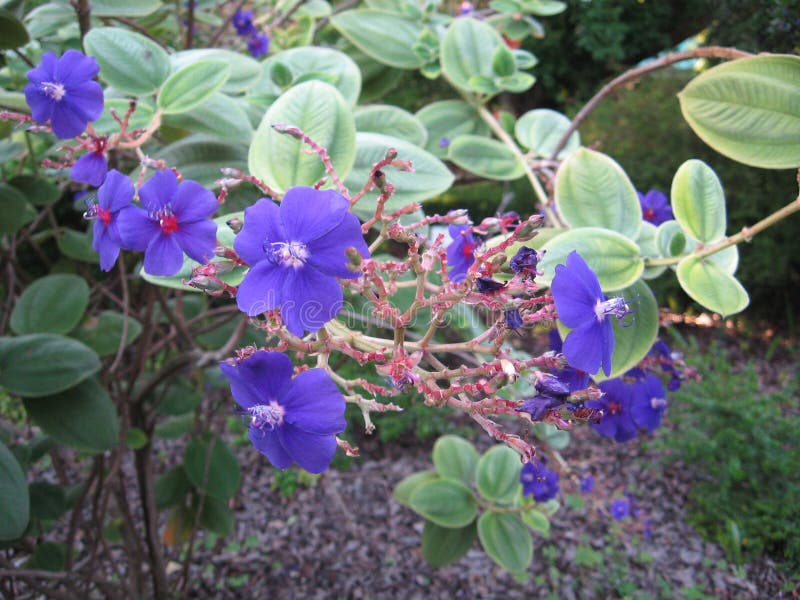 Violet flowers stock photo. Image of spring, leaves, blossom - 32395192