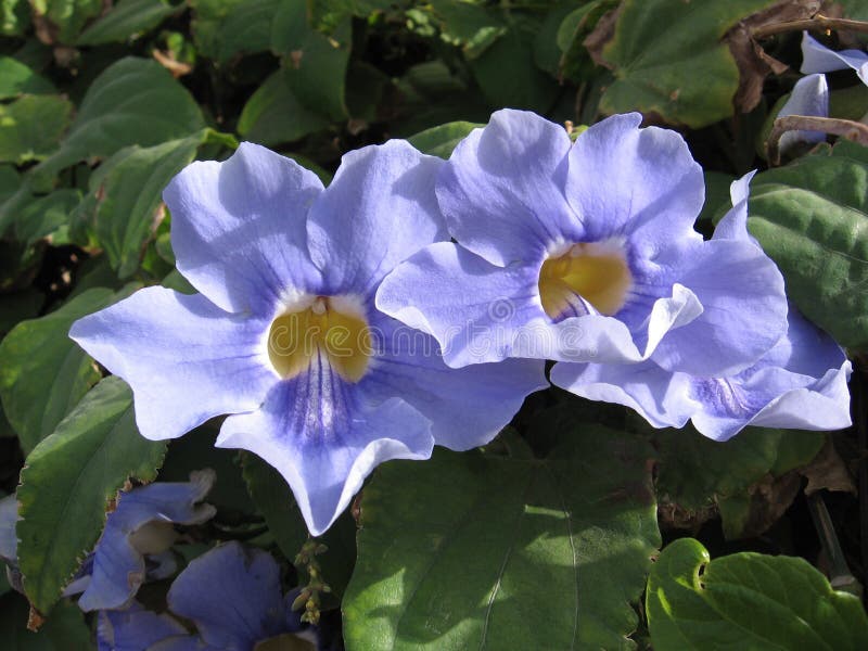 Violet flowers stock image. Image of ground, garden, leaves - 31752547