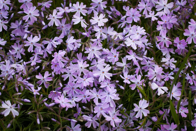 Violet Flowers Phlox Growing in Garden. Stock Image - Image of abstract ...