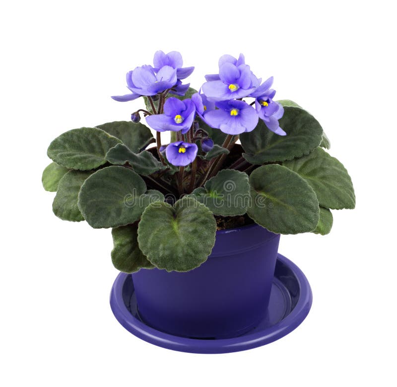 Violet Flowers in a Purple Pot Isolated Stock Image - Image of bunch ...