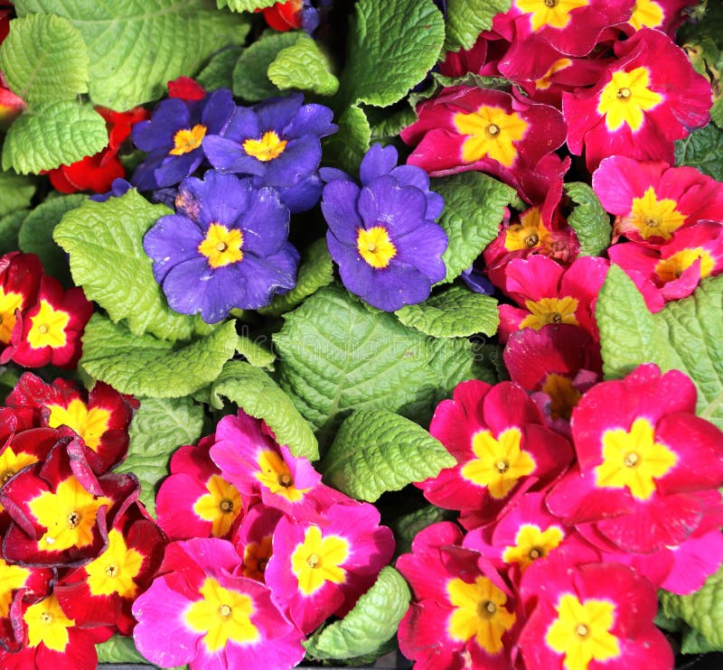 Violet Flowers of Red, Blue and Purple Colors Stock Photo - Image of ...