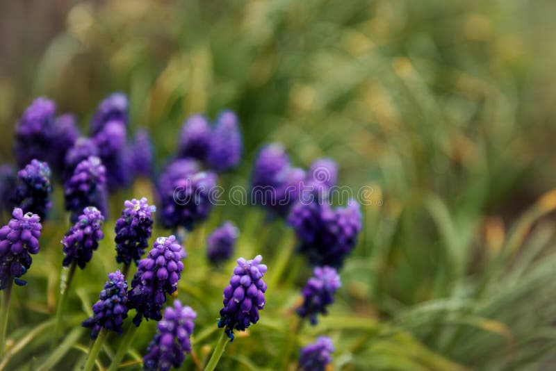 Violet Flowers in a Rustic Garden Stock Photo - Image of closeup, field ...